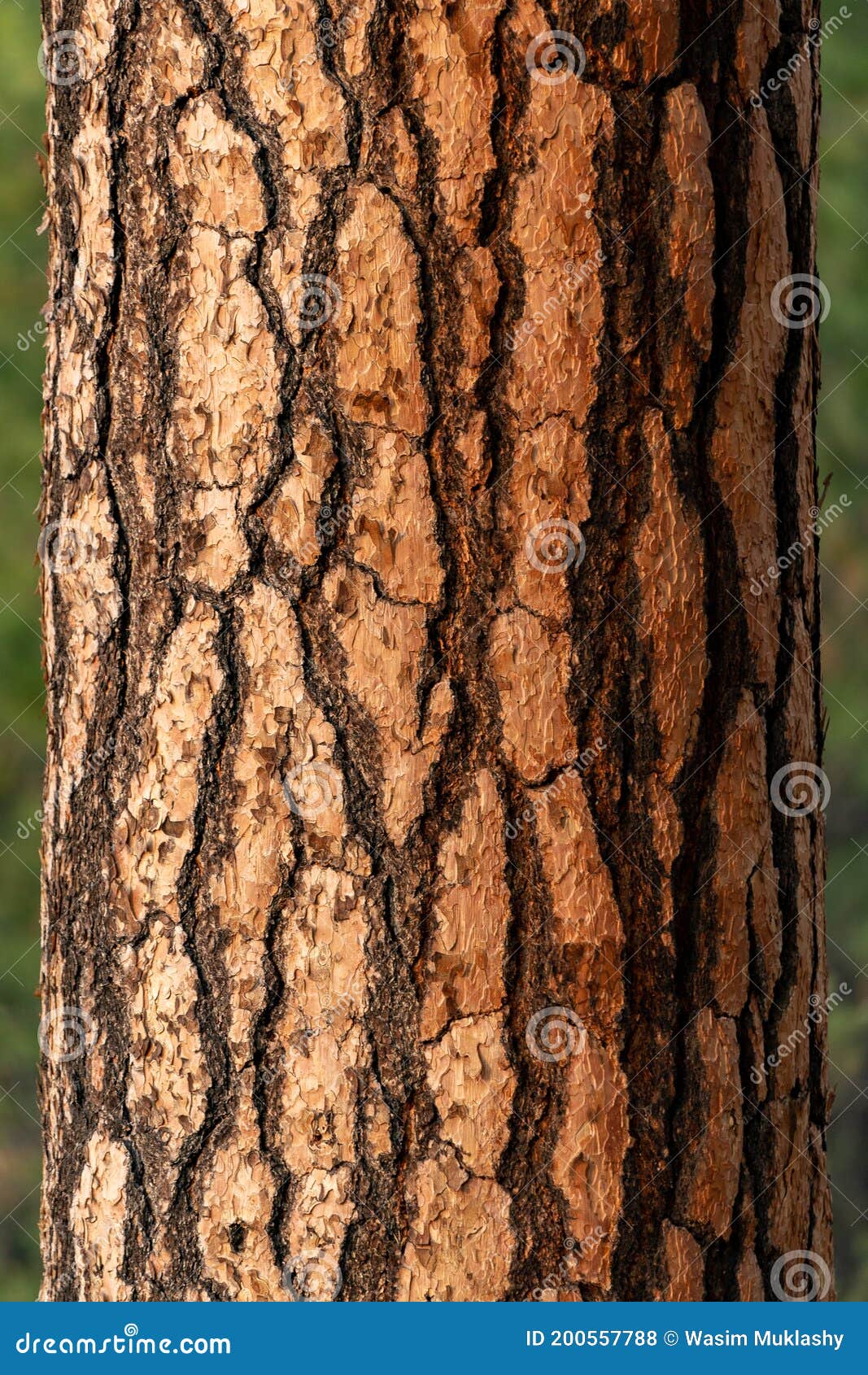 The Trees Bark Is Peppered With Small Raised Bumps And Rough ...