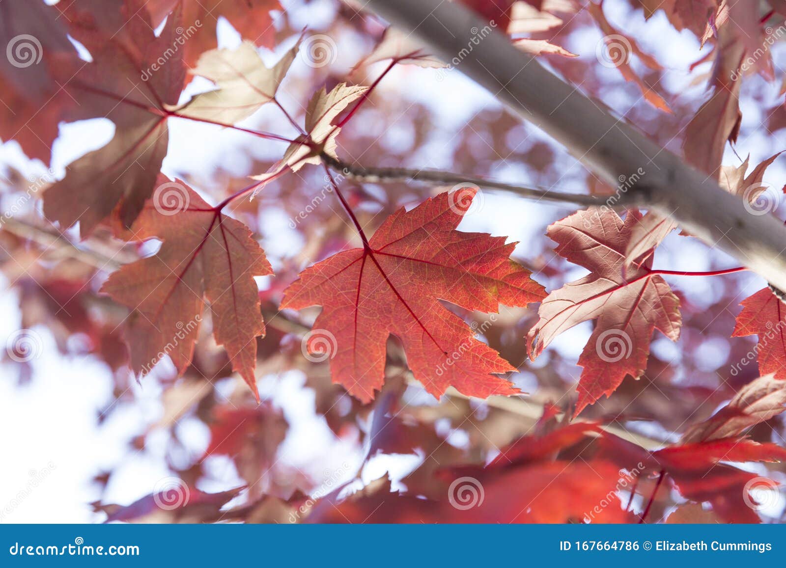 Fall Color Red Leaves on Green Trees in the Autumn Stock Photo - Image ...