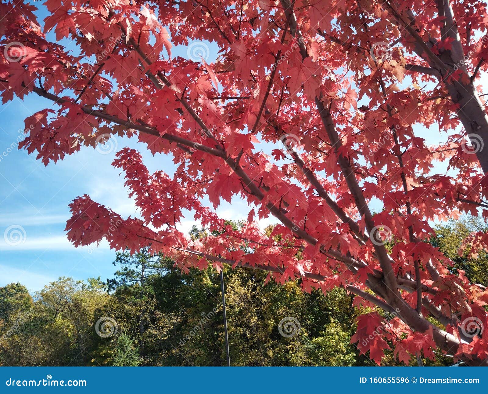 Fall Color Red Leaves Sunny Stock Photo - Image of fall, color: 160655596