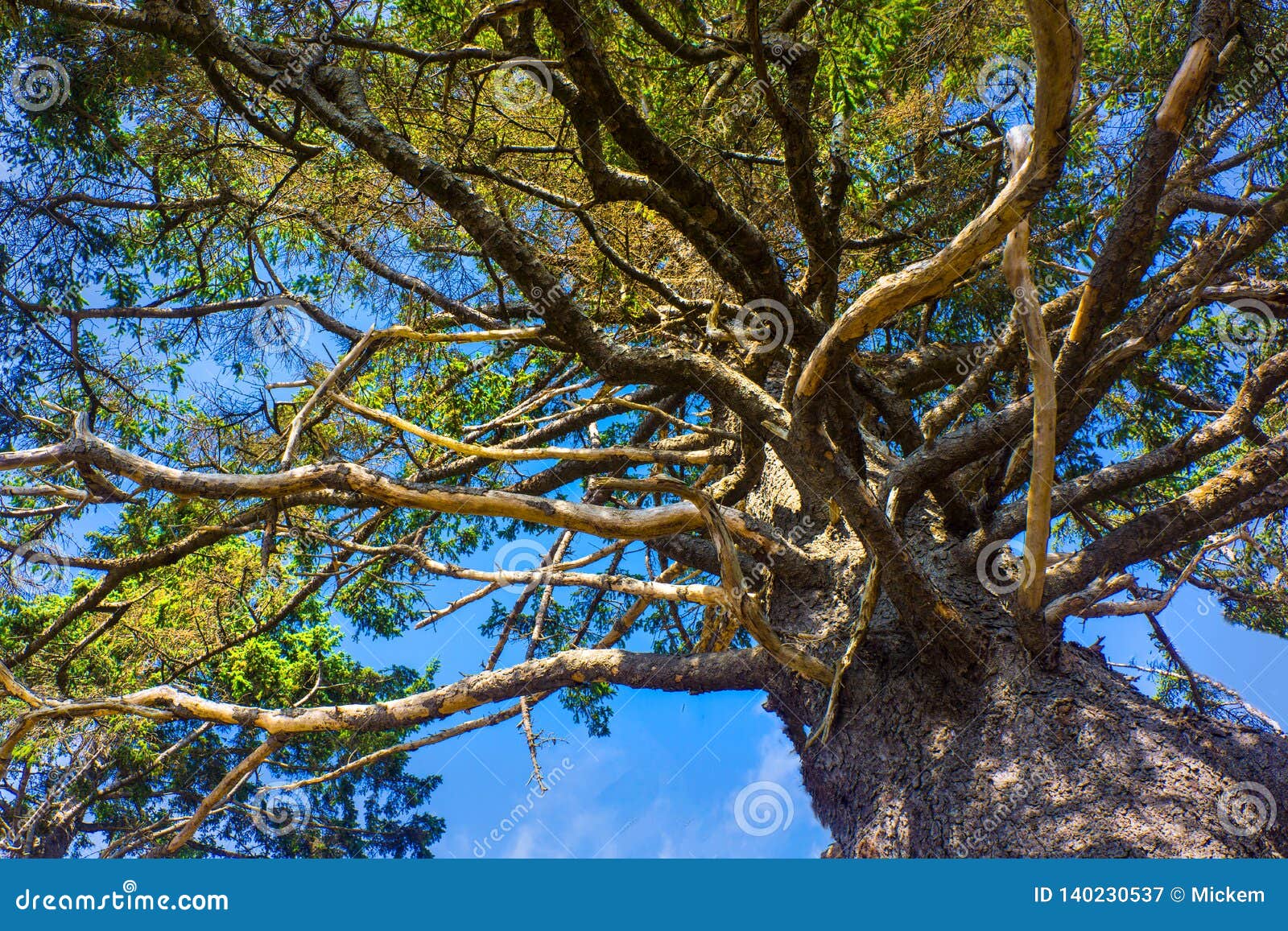 Fall Color Forest Tree Branches Against Blue Sky Stock Image - Image of ...