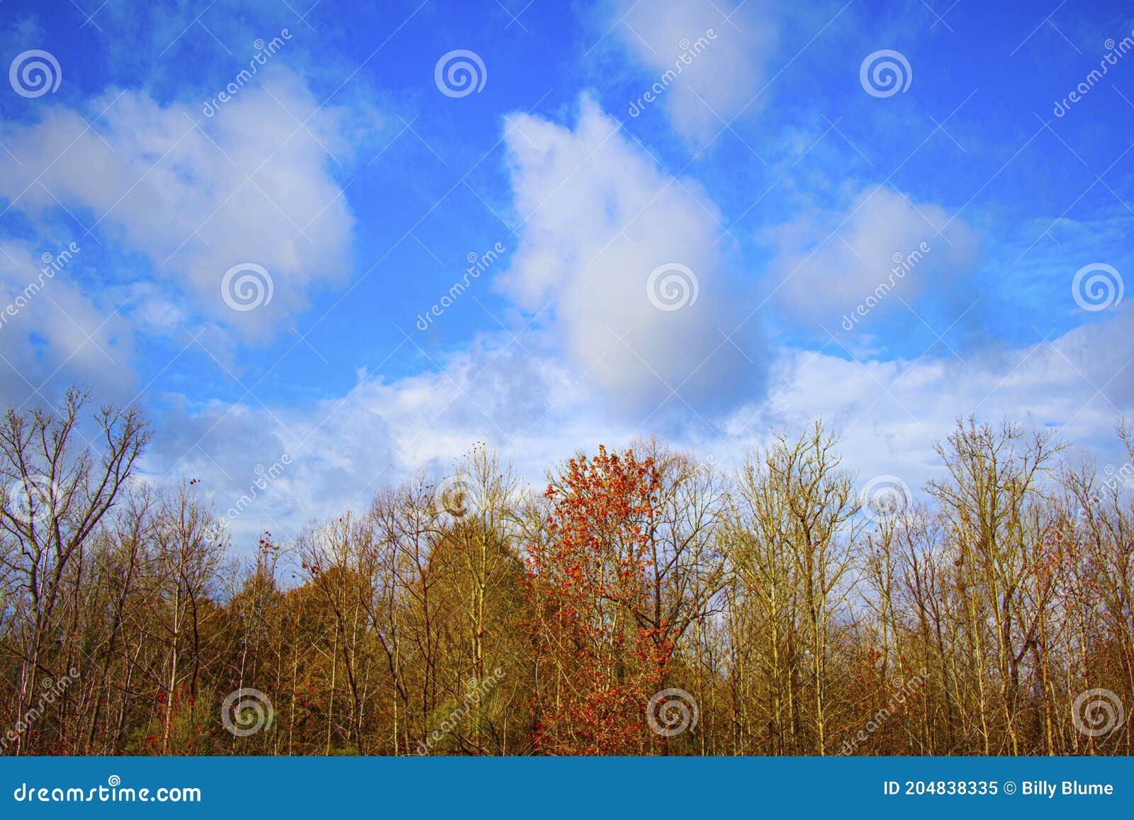 Fall Color Tree Line and a Blue Sky with Clouds Stock Image - Image of ...