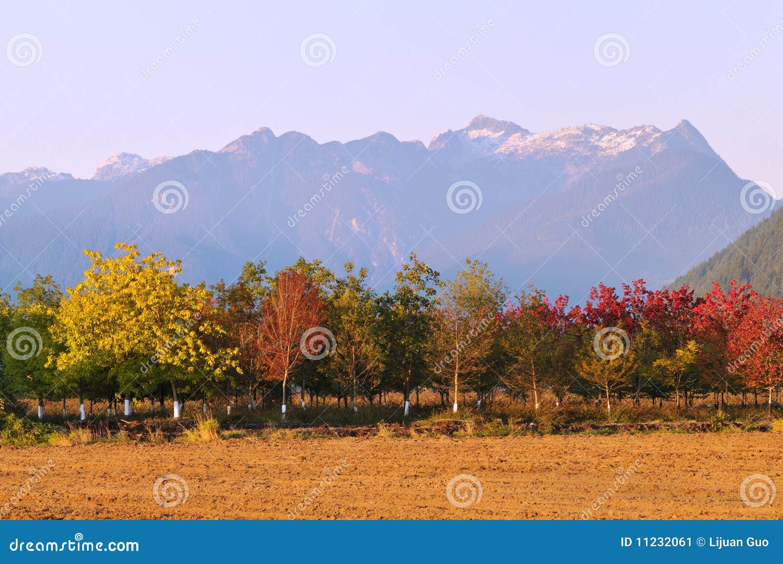 Fall Color Trees and Mountain Stock Image - Image of farm, nature: 11232061
