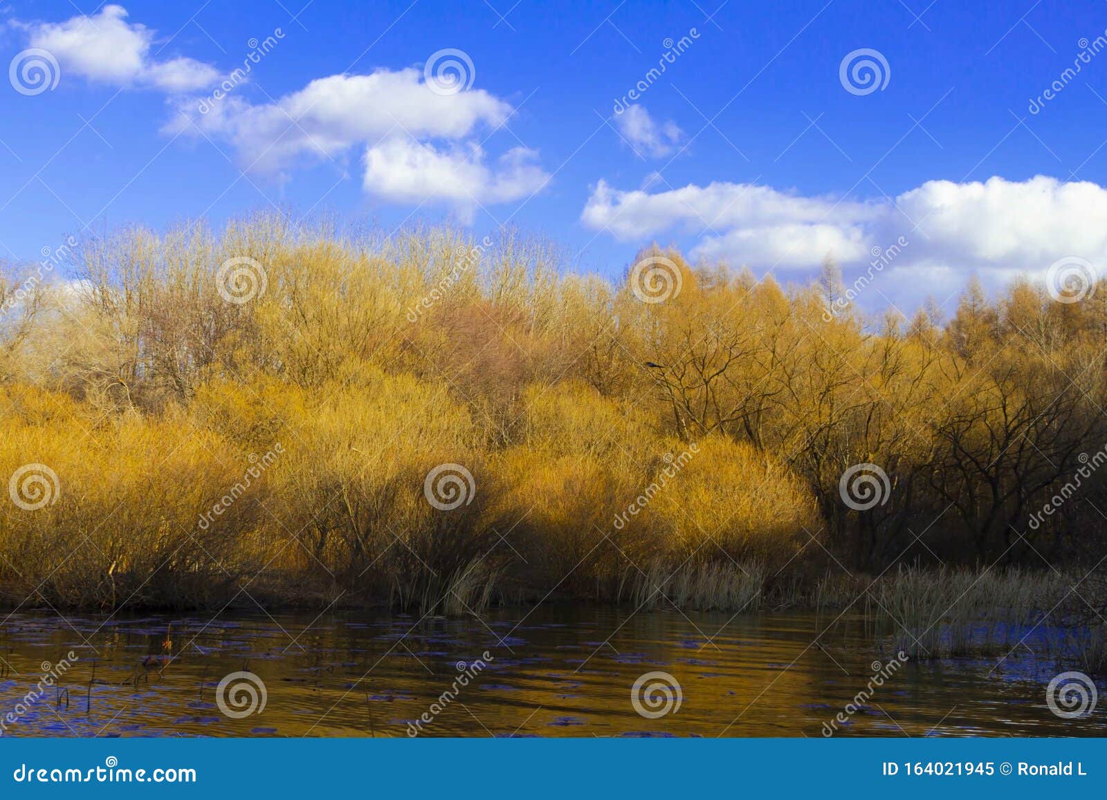 Fall Color Trees and Reeds upon a Lake Stock Image - Image of adlay ...