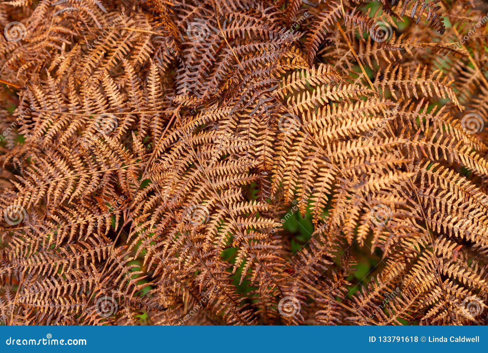 Fall Colored Ferns in the Mountains Stock Photo - Image of plants ...
