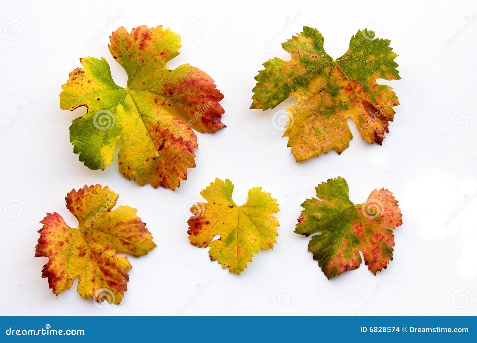 Fall colored grape leaves stock photo. Image of colorful - 6828574
