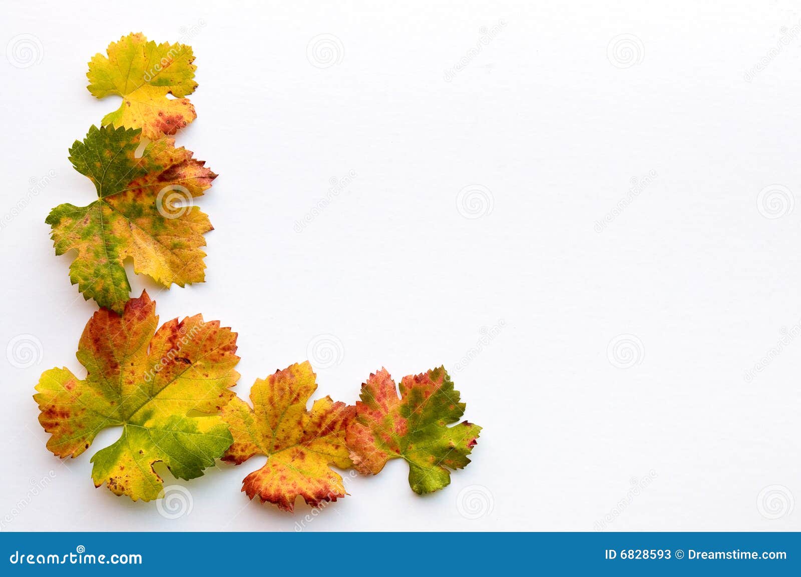 Fall colored grape leaves stock image. Image of fall, season - 6828593