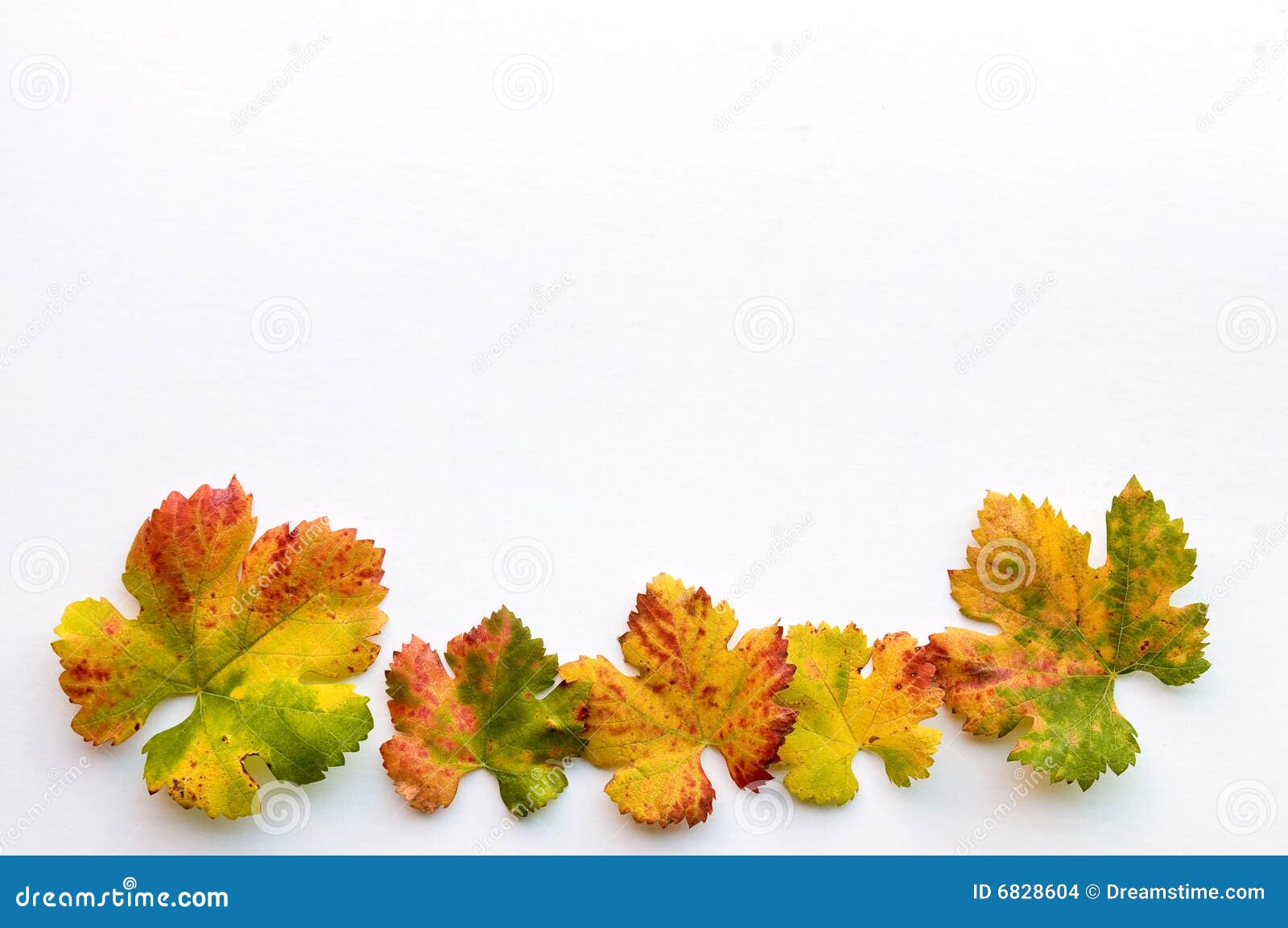 Fall colored grape leaves stock photo. Image of fall, autumn - 6828604