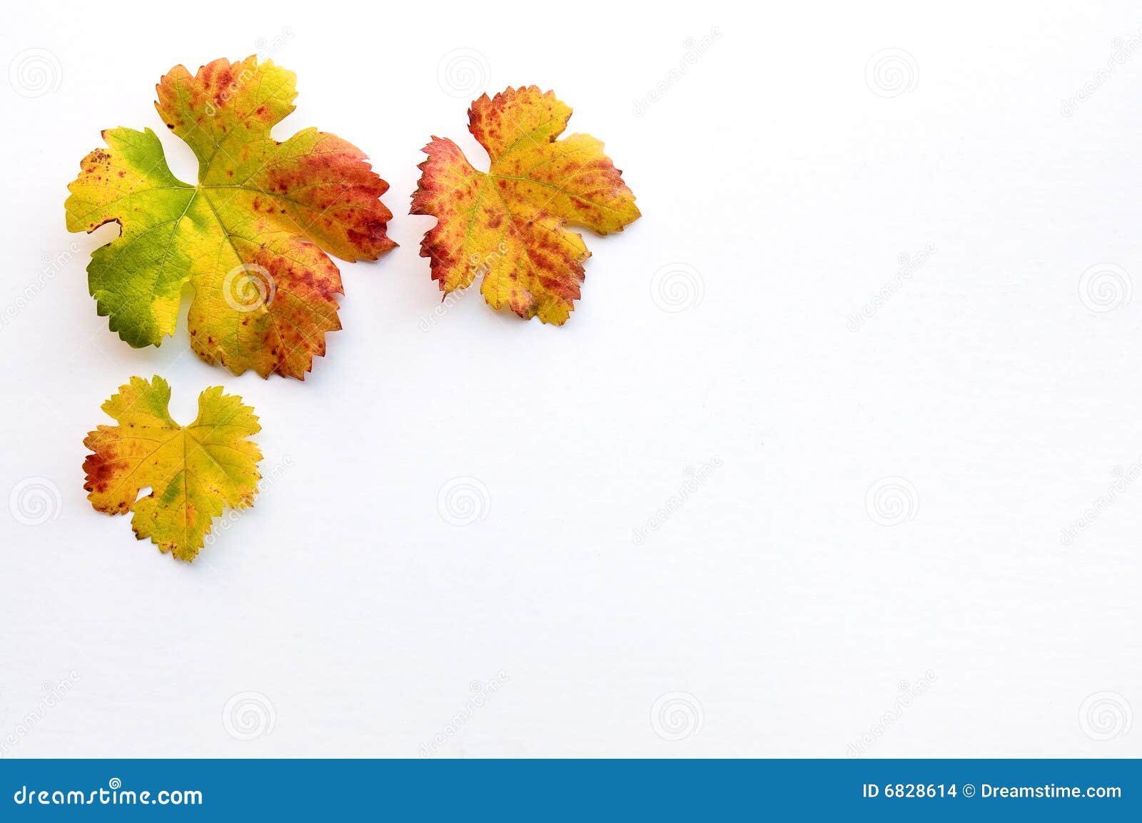 Fall colored grape leaves stock photo. Image of closeup - 6828614