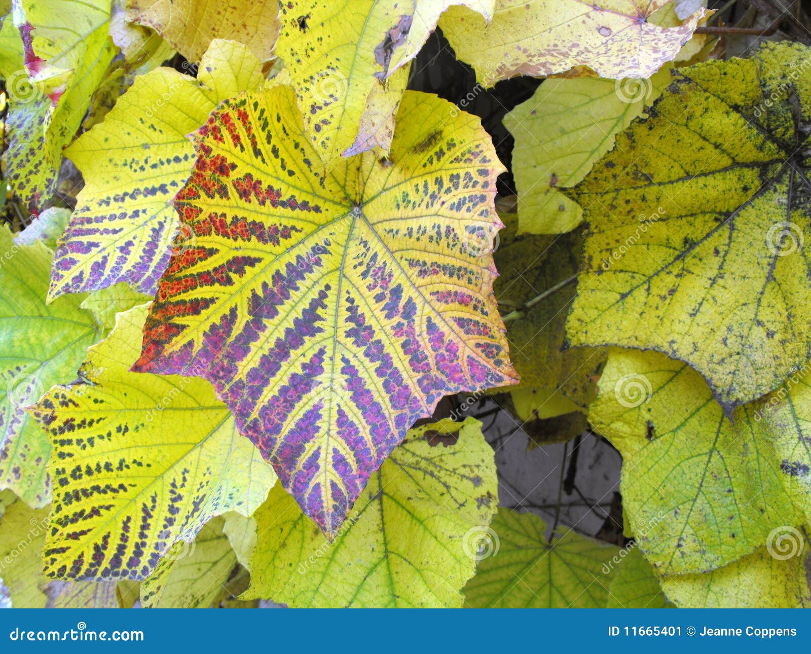 Fall colored leaves. stock image. Image of natural, autumnal - 11665401