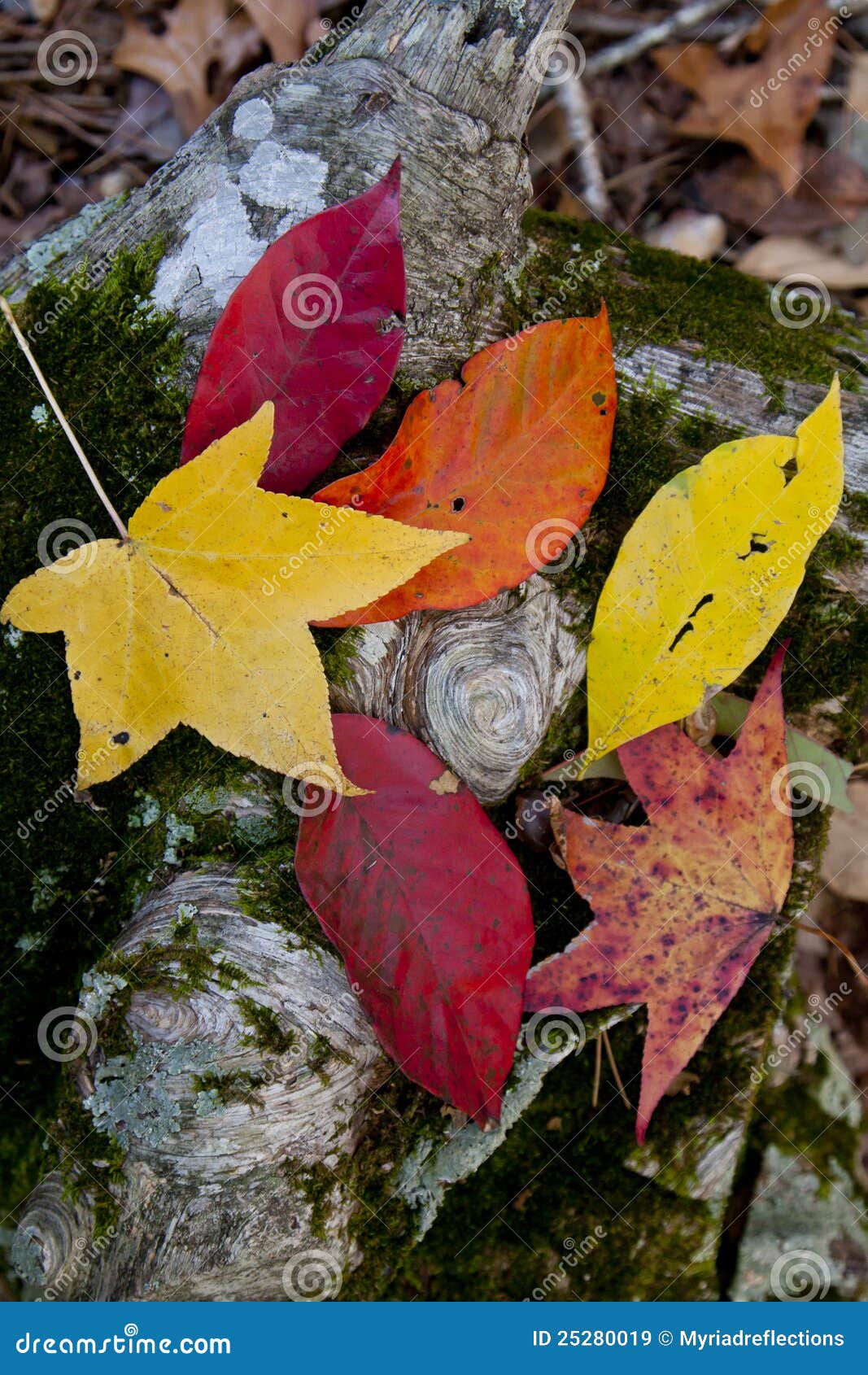 Fall colored leaves stock image. Image of green, close - 25280019