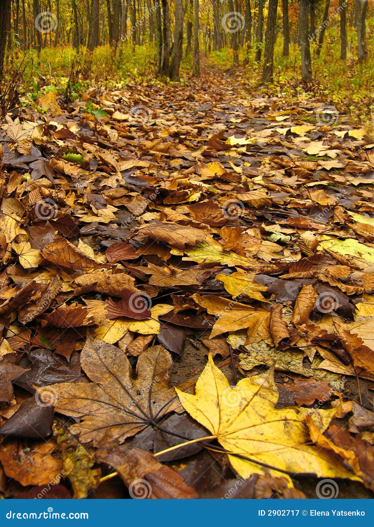 Fall colored leaves stock image. Image of fire, area, forest - 2902717