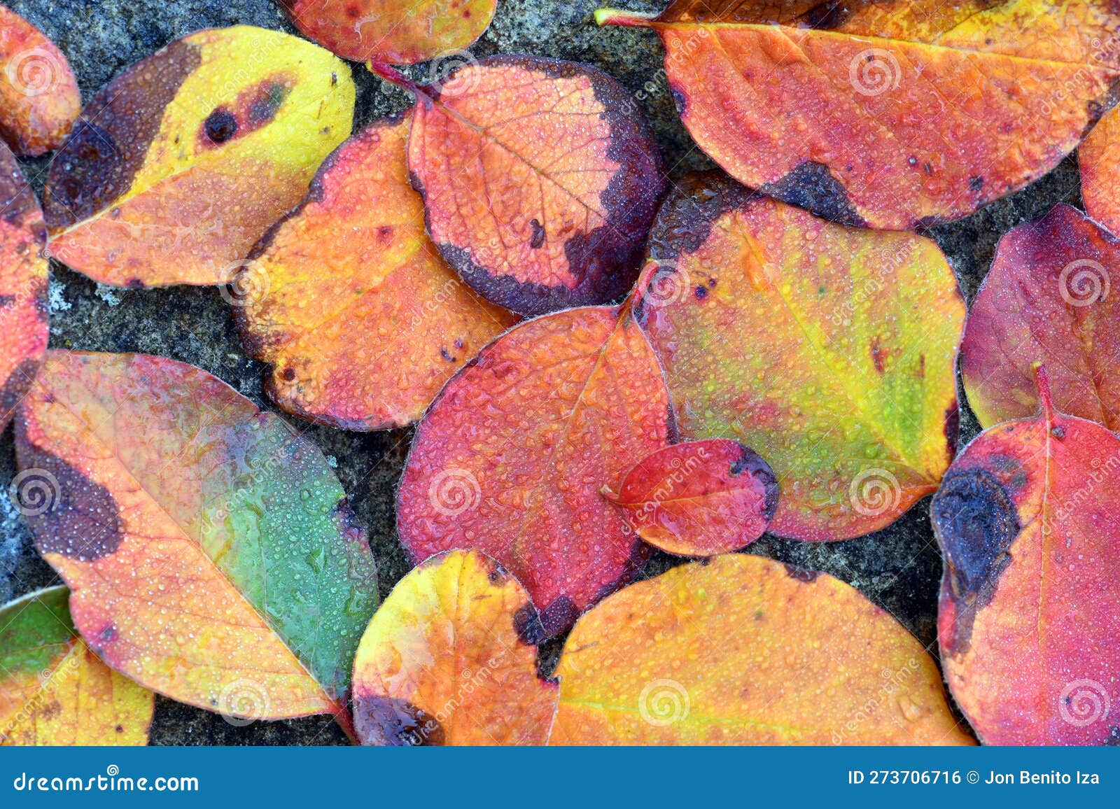 Fall Colored Leaves on the Ground Stock Photo - Image of ground, still ...