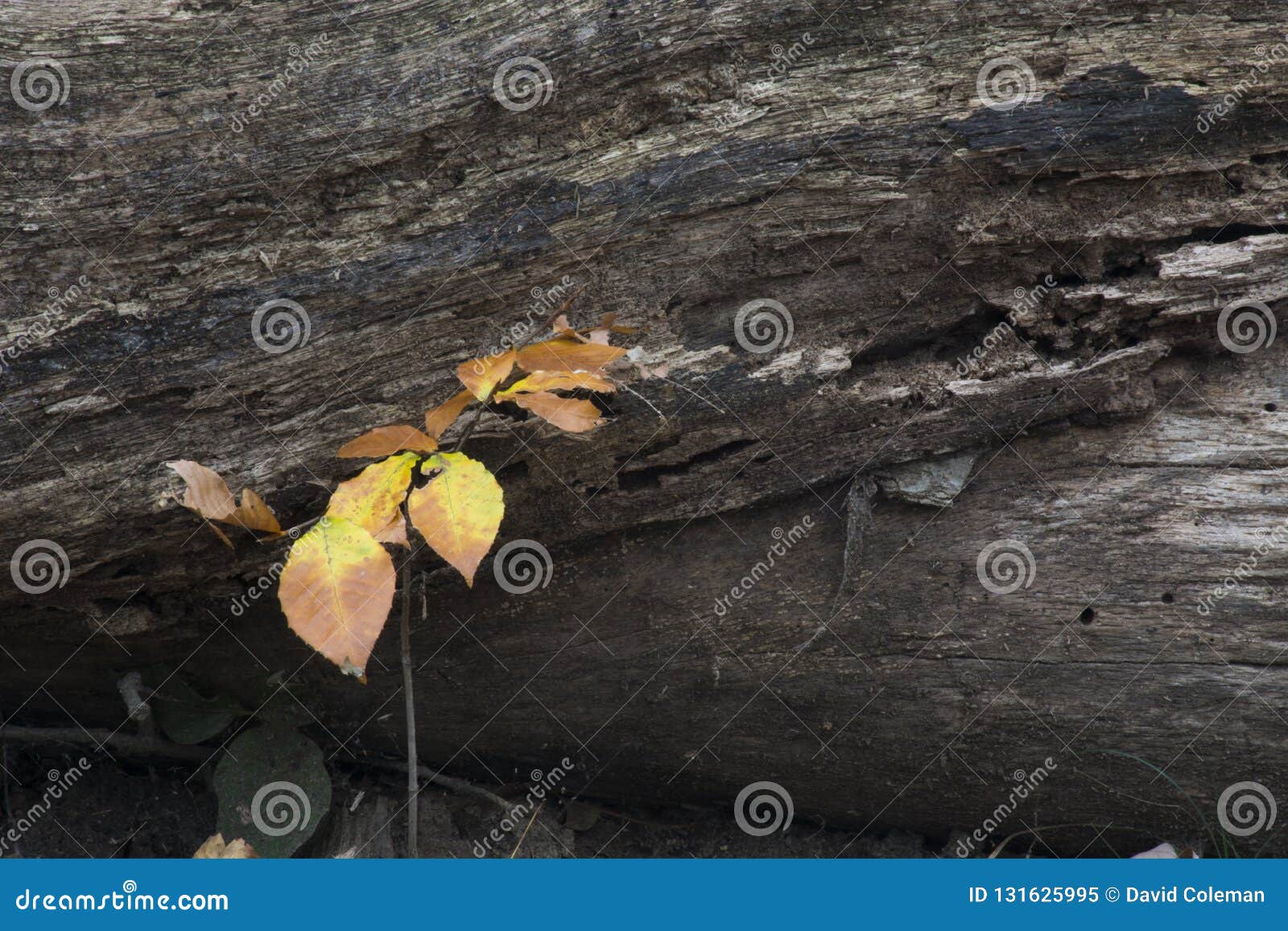 Fall Colored Leaves Next To Rotting Log Stock Image - Image of decaying ...