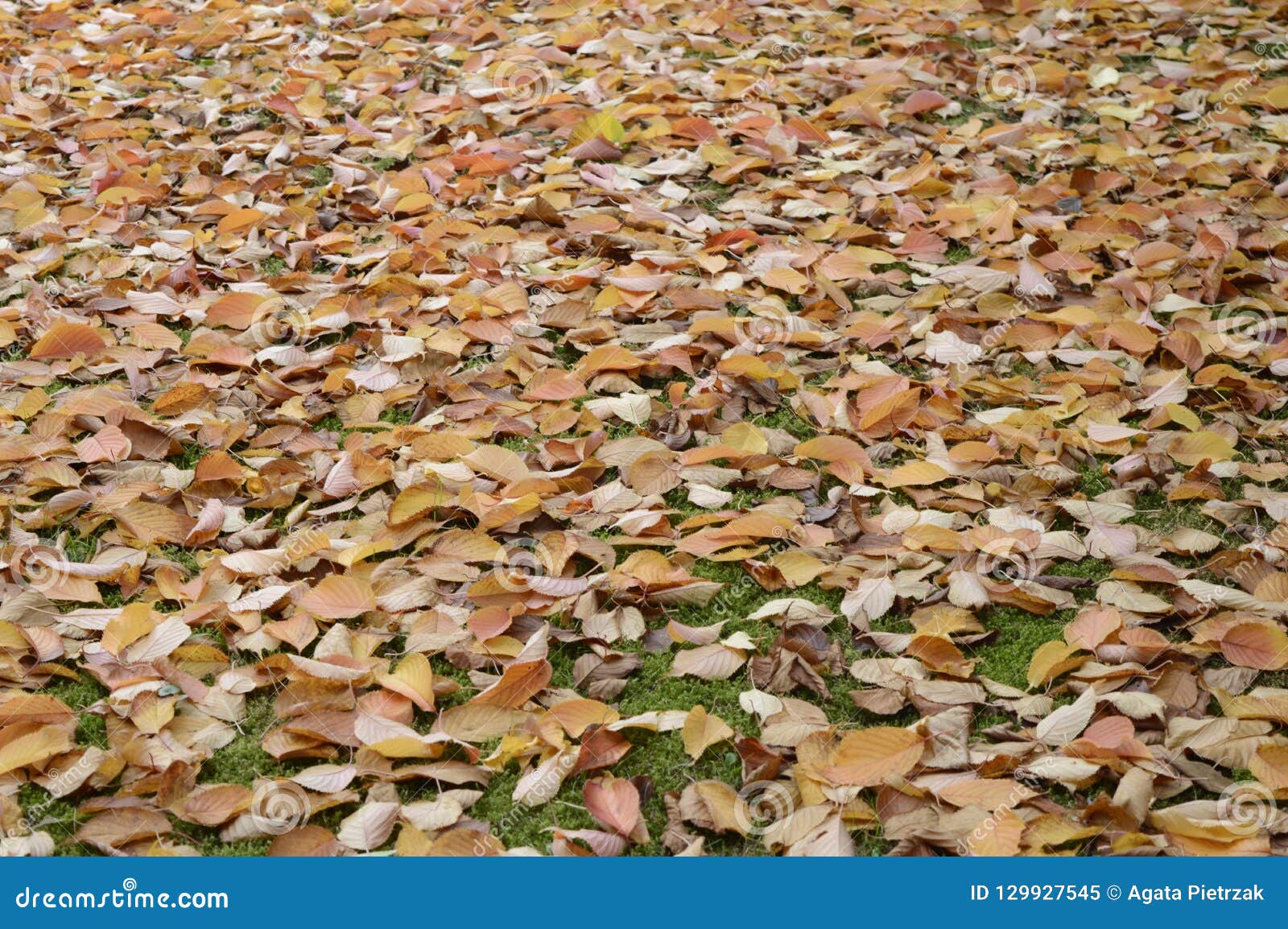 Red leaves on the ground stock image. Image of colorful - 129927545