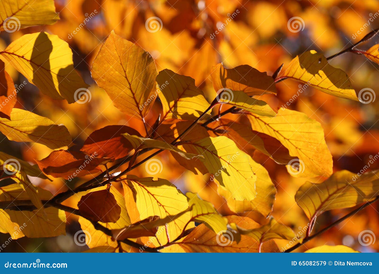 Fall colored leaves stock image. Image of yellow, leaves - 65082579
