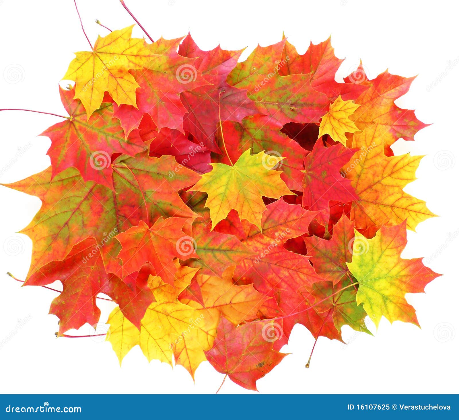 Fall colored maple leaves stock image. Image of foliage - 16107625