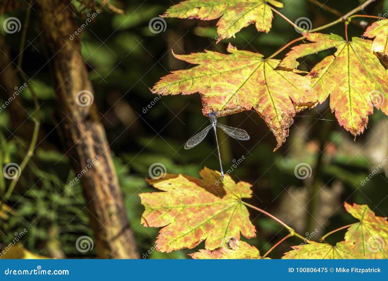 Dragon Fly on Autumn Maple Leaf 3 Stock Image - Image of beauty ...