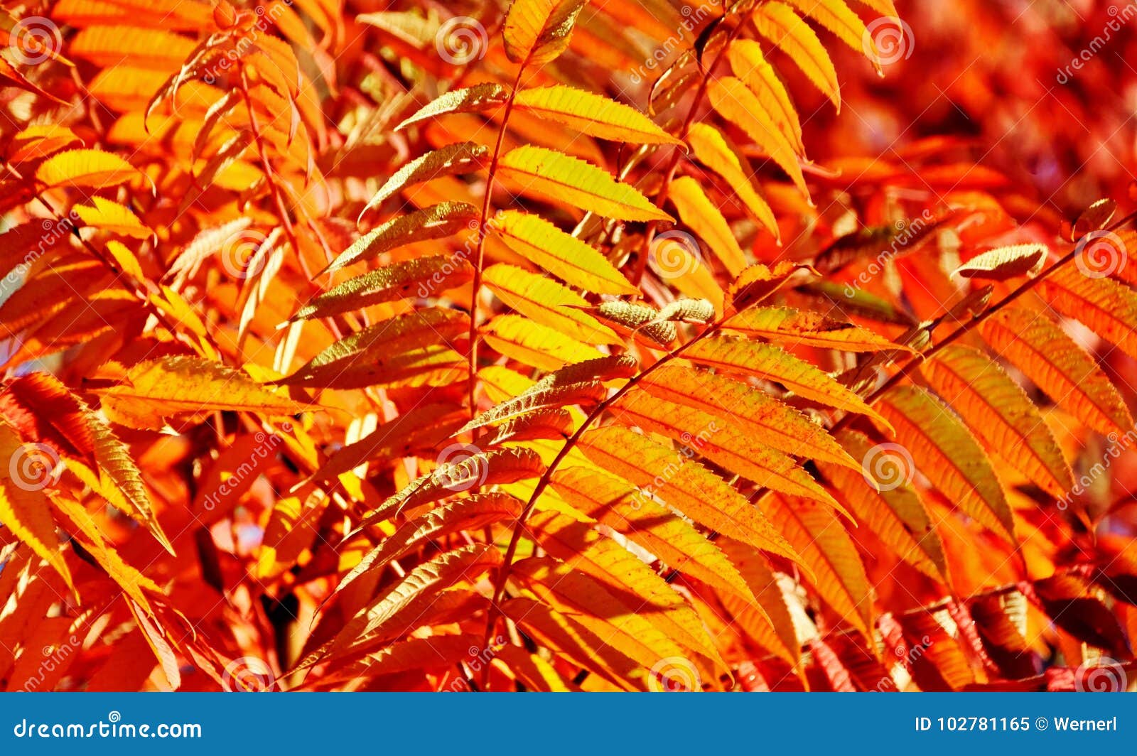 Staghorn Sumac Fall Color at Dustin Richards blog