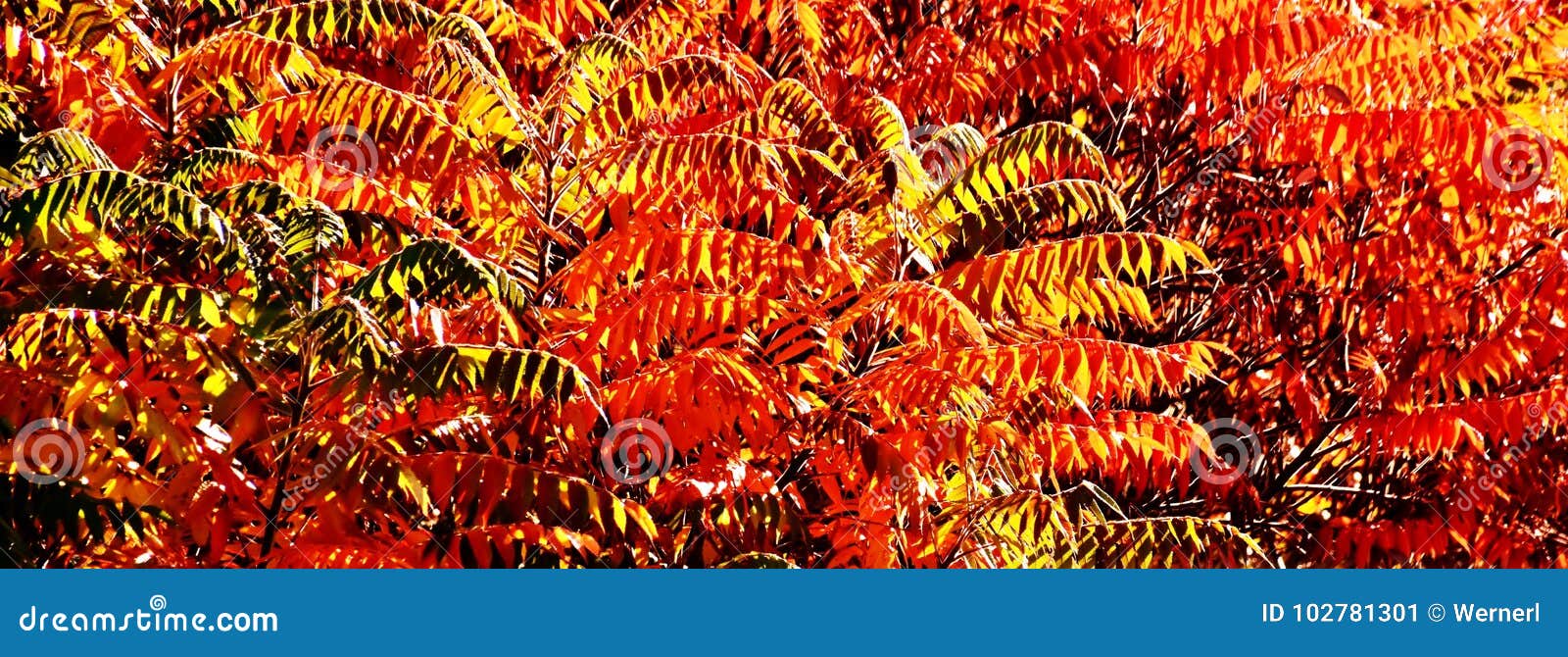 Fall Colored Staghorn Sumac Leaves Stock Image - Image of colored ...
