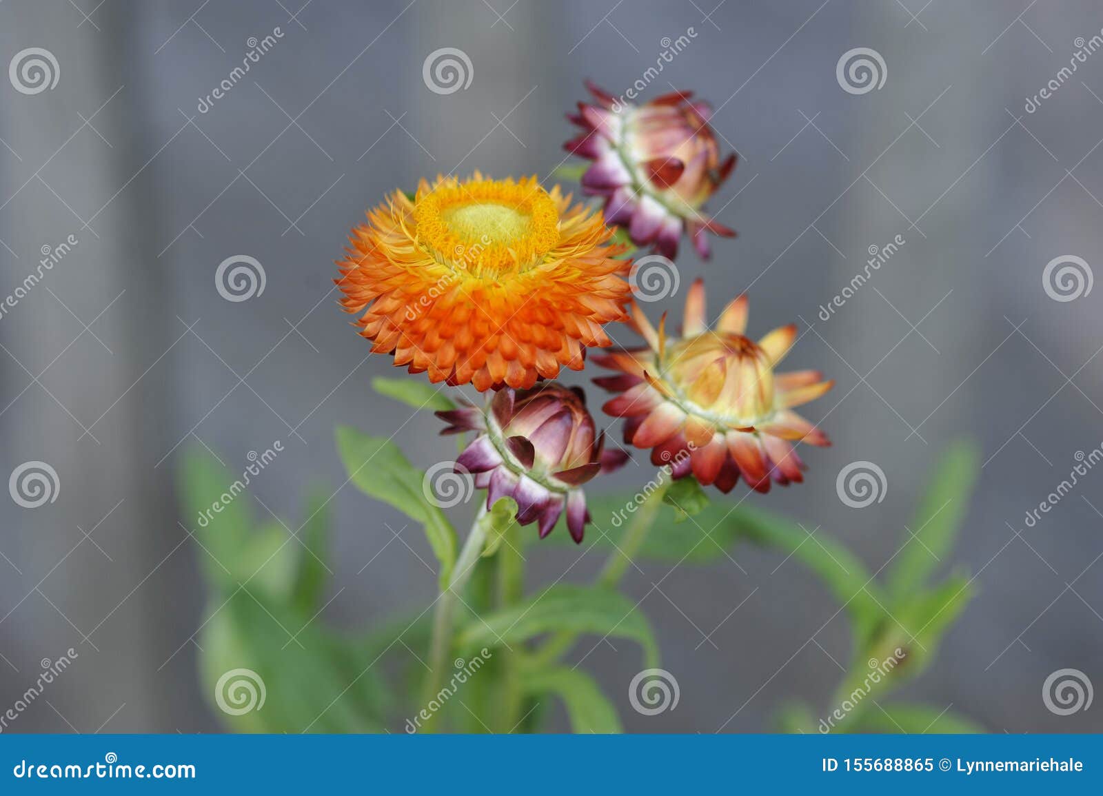 Fall Colored Straw Flowers from Garden Stock Image - Image of ...