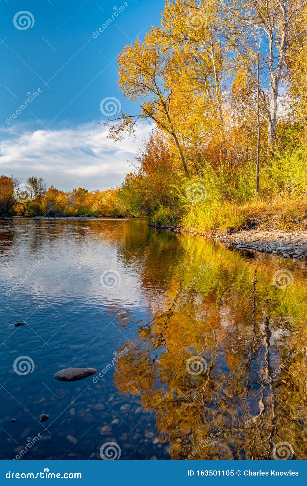 Fall Colored Tree Reflection on the Shore of the Boise River Stock ...