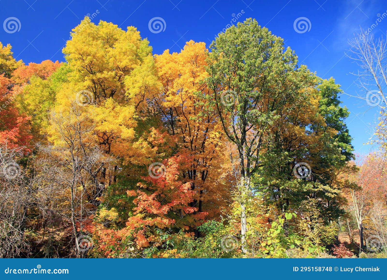 Fall Trees stock photo. Image of trees, background, autumn - 295158748