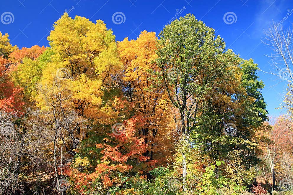 Fall Trees stock photo. Image of trees, background, autumn - 295158748