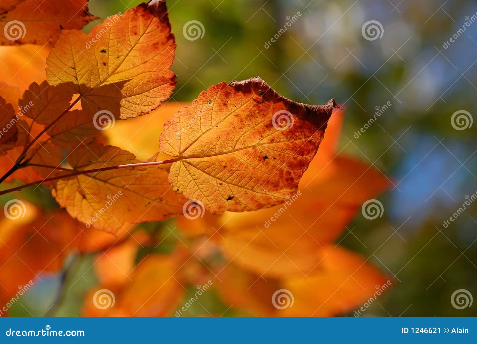 Fall Colors stock image. Image of ecological, forest, orange - 1246621