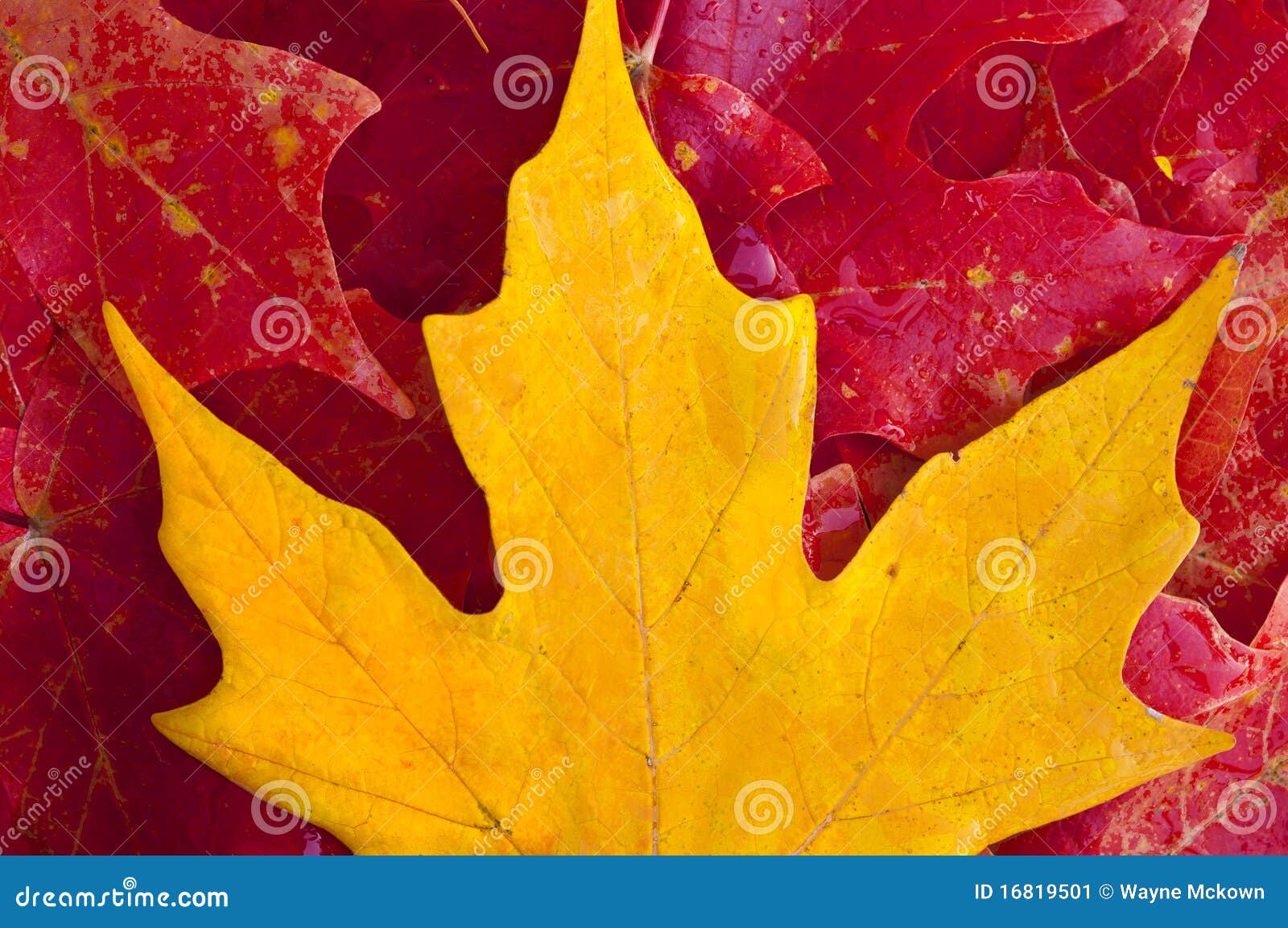 Fall colors stock image. Image of abstract, botanical - 16819501