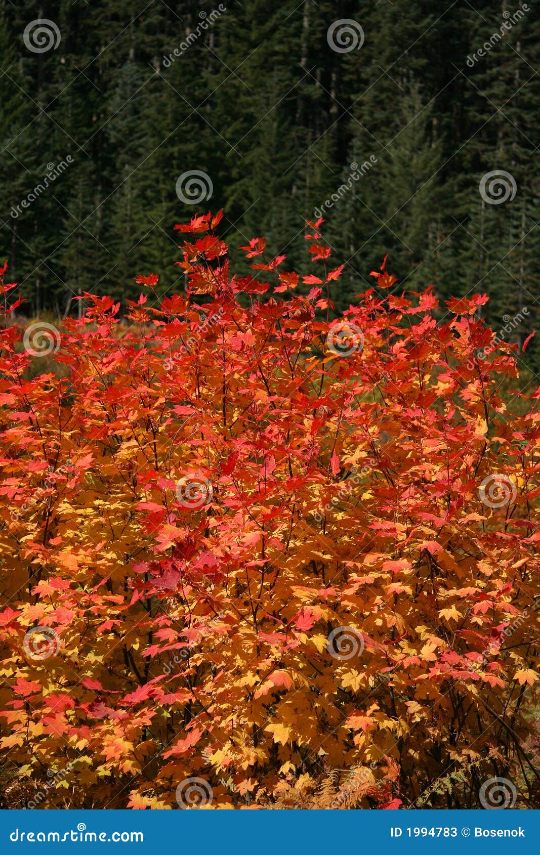 Fall colors stock image. Image of cycle, leaf, fall, colors - 1994783