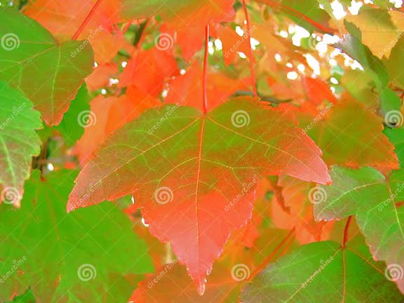 Fall colors stock photo. Image of leaves, backgrounds, tree - 34674