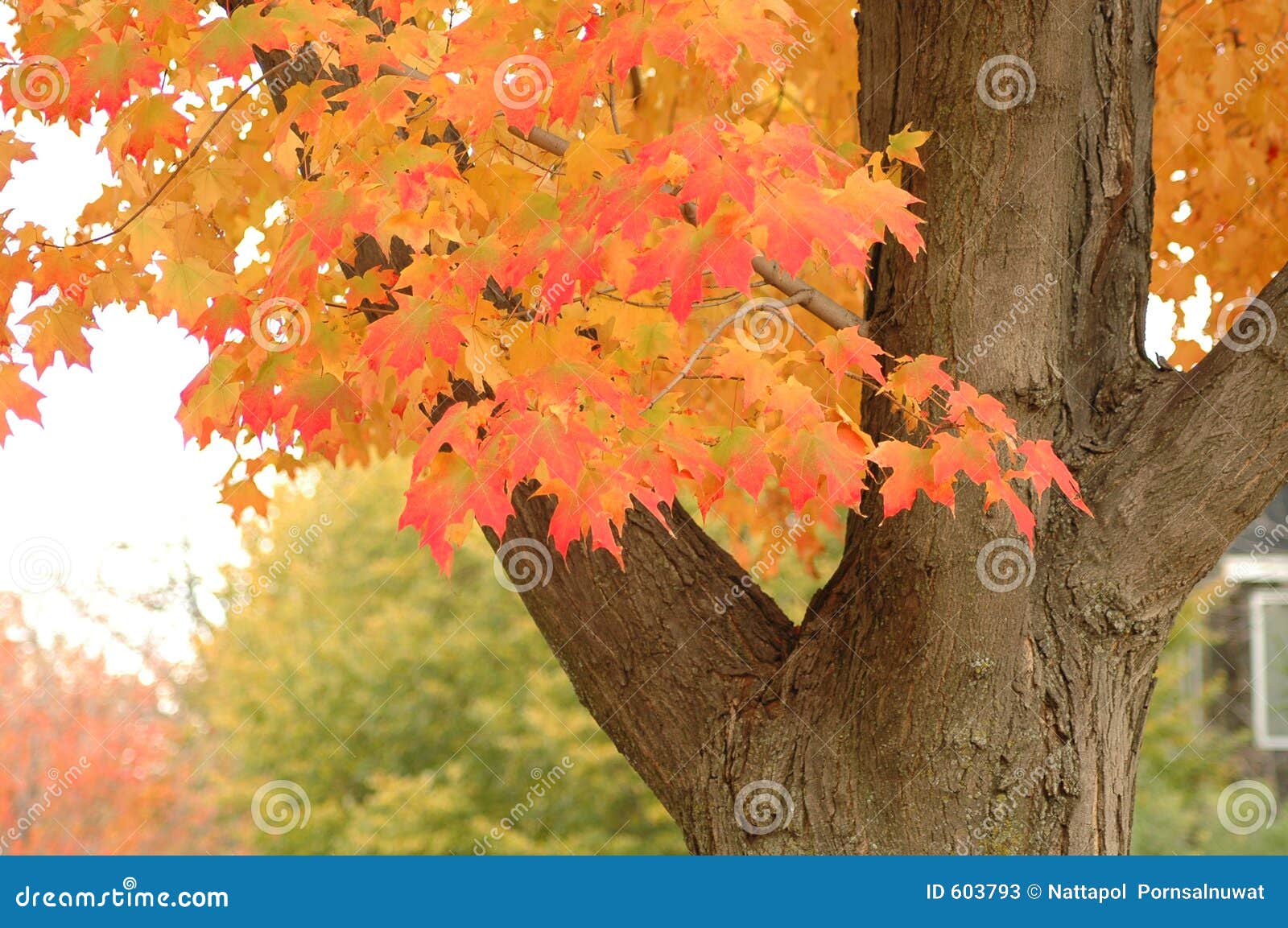 Fall colors stock image. Image of urban, fall, season, orange - 603793