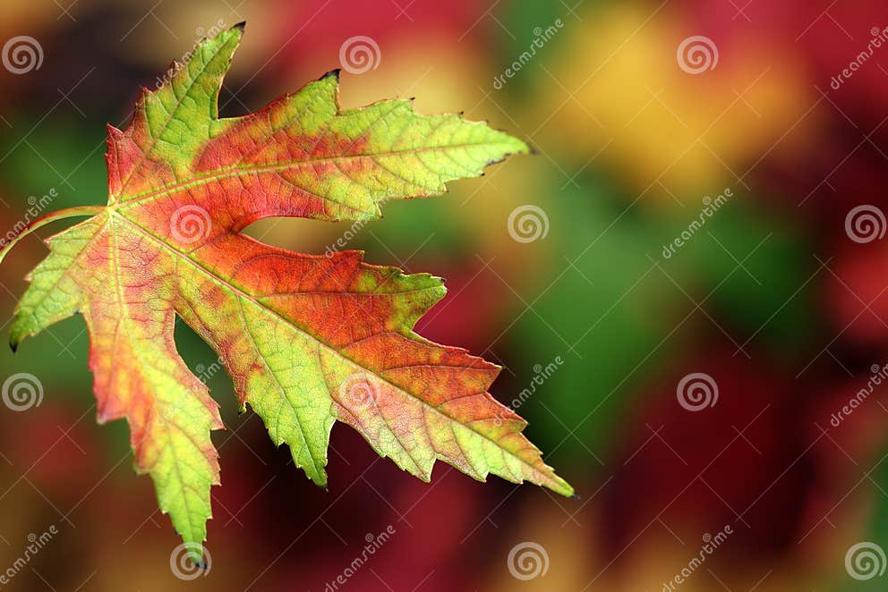 Fall Colors stock photo. Image of environment, pattern - 6771114