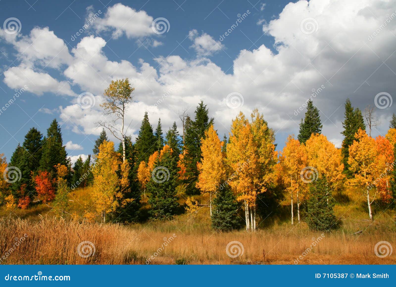 Fall Colors stock image. Image of mountain, leaves, colors - 7105387