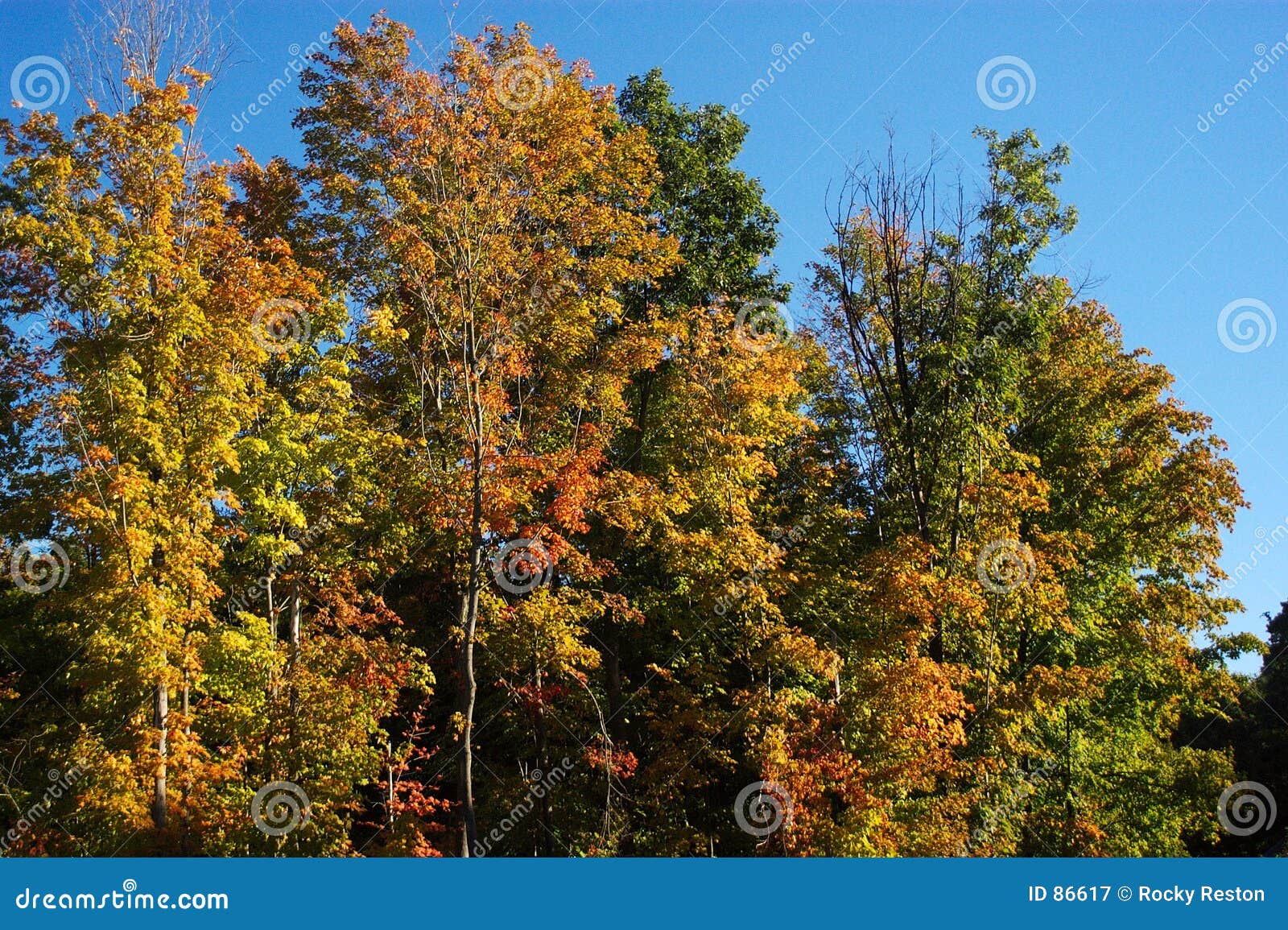 Fall Colors stock image. Image of change, dramatic, vibrant - 86617