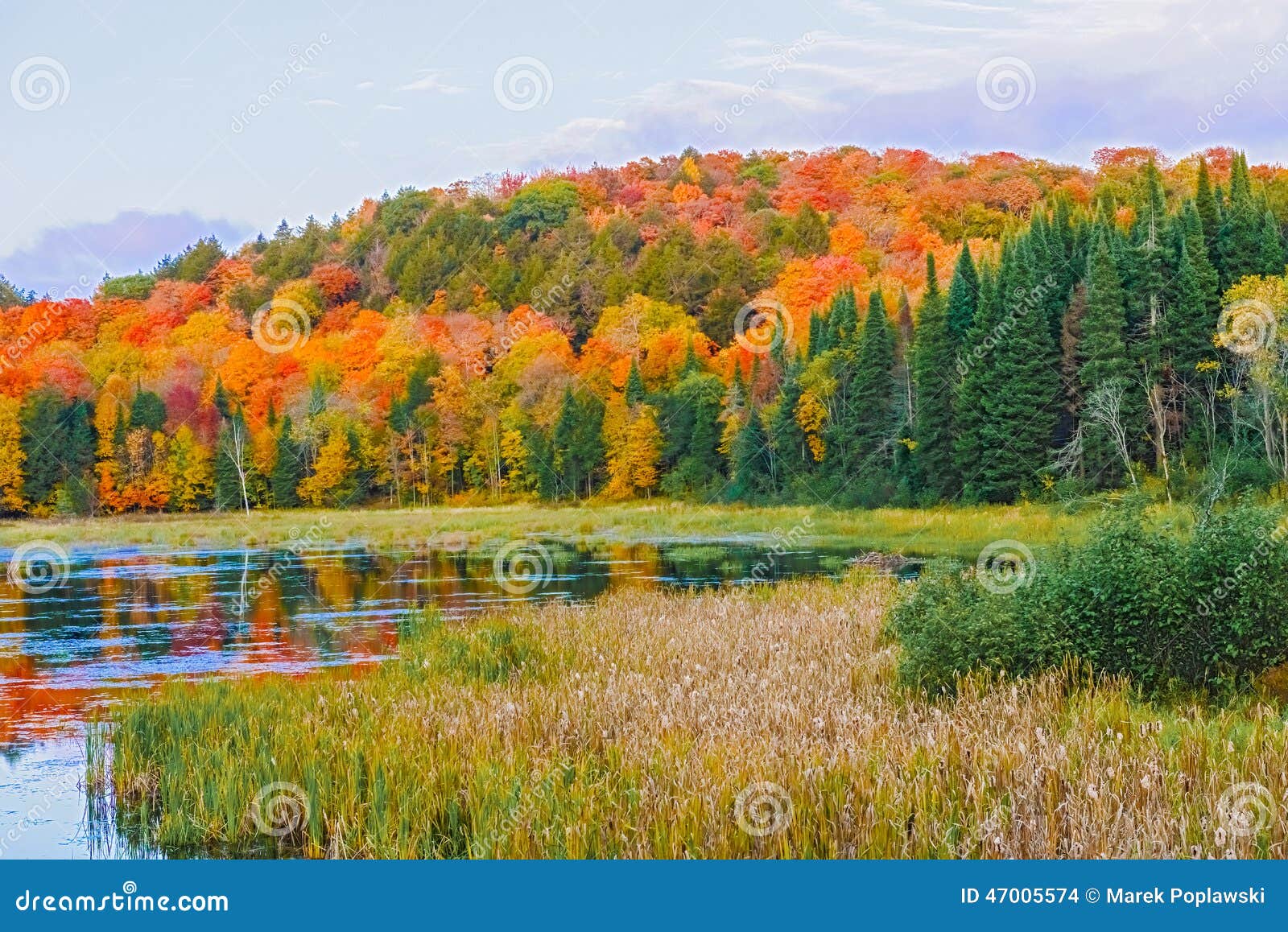 Fall Colors Algonquin Park, Ontario, Canada. Stock Photo - Image of ...