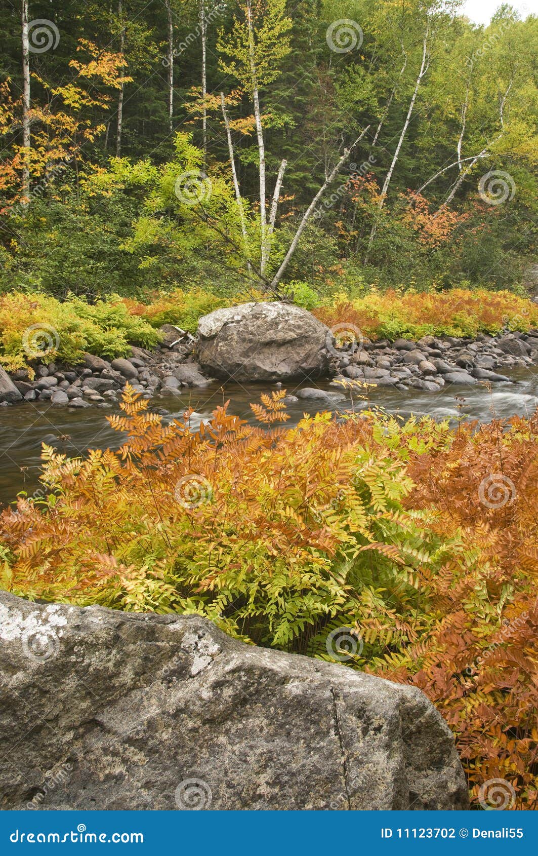 Fall colors along river stock photo. Image of trees, green - 11123702