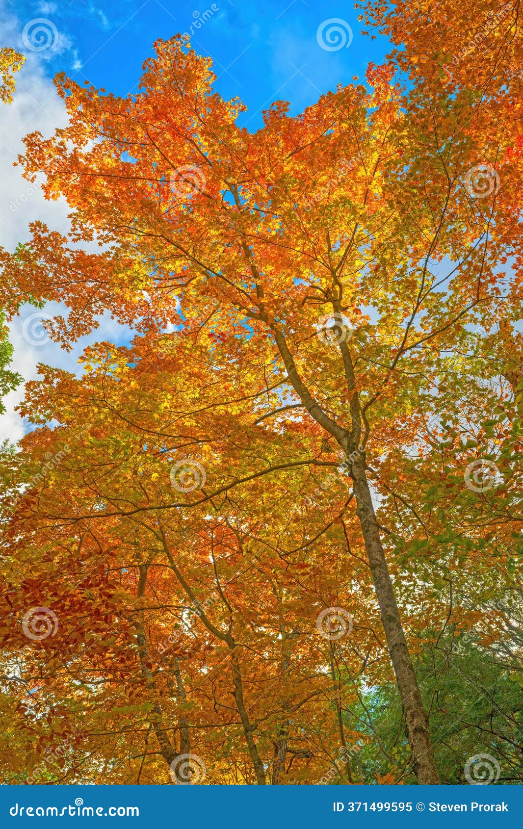 Backlit Tree Royalty-Free Stock Photography | CartoonDealer.com #65472389
