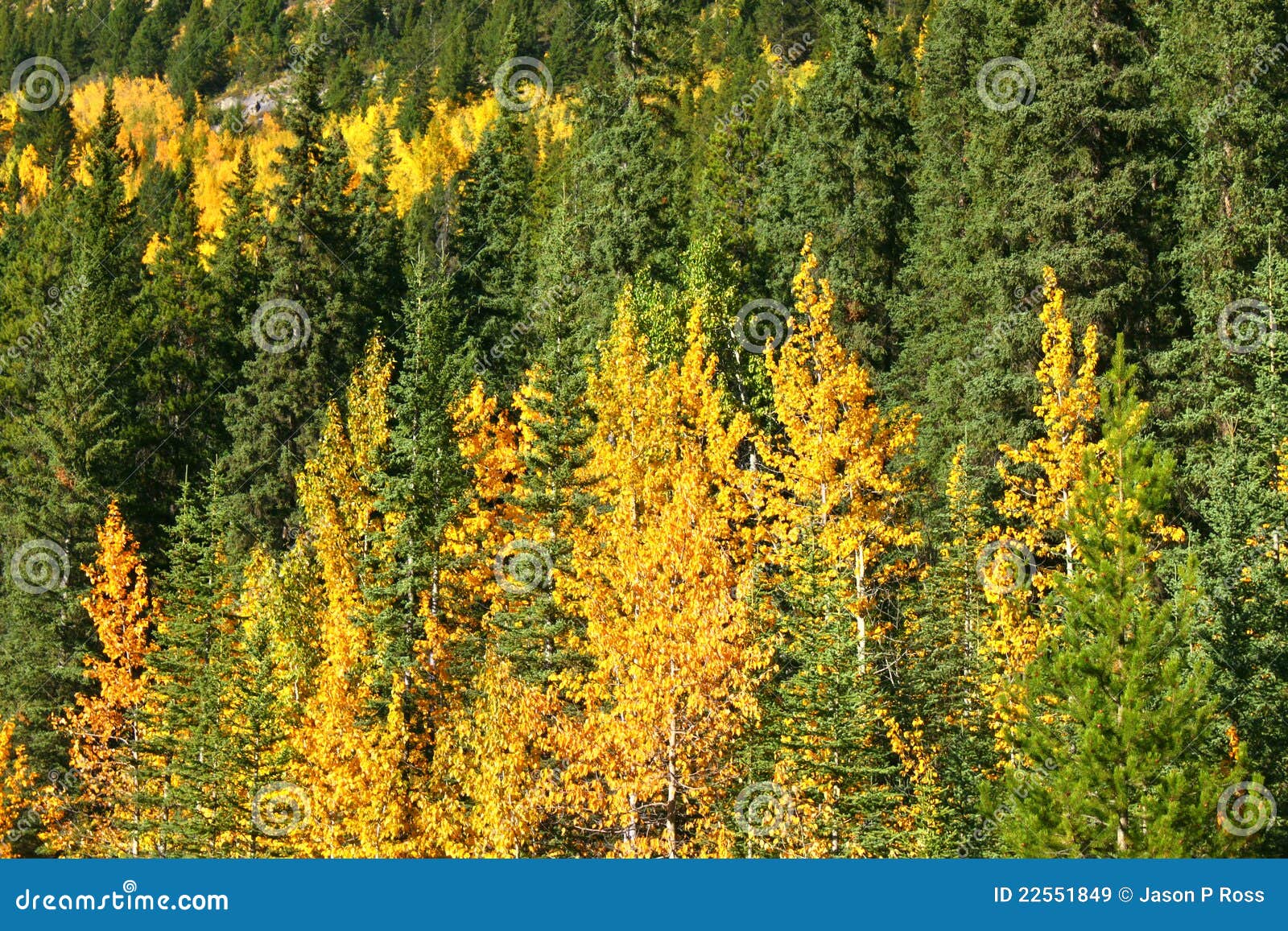 Fall Colors in Banff National Park Stock Image - Image of canadian ...