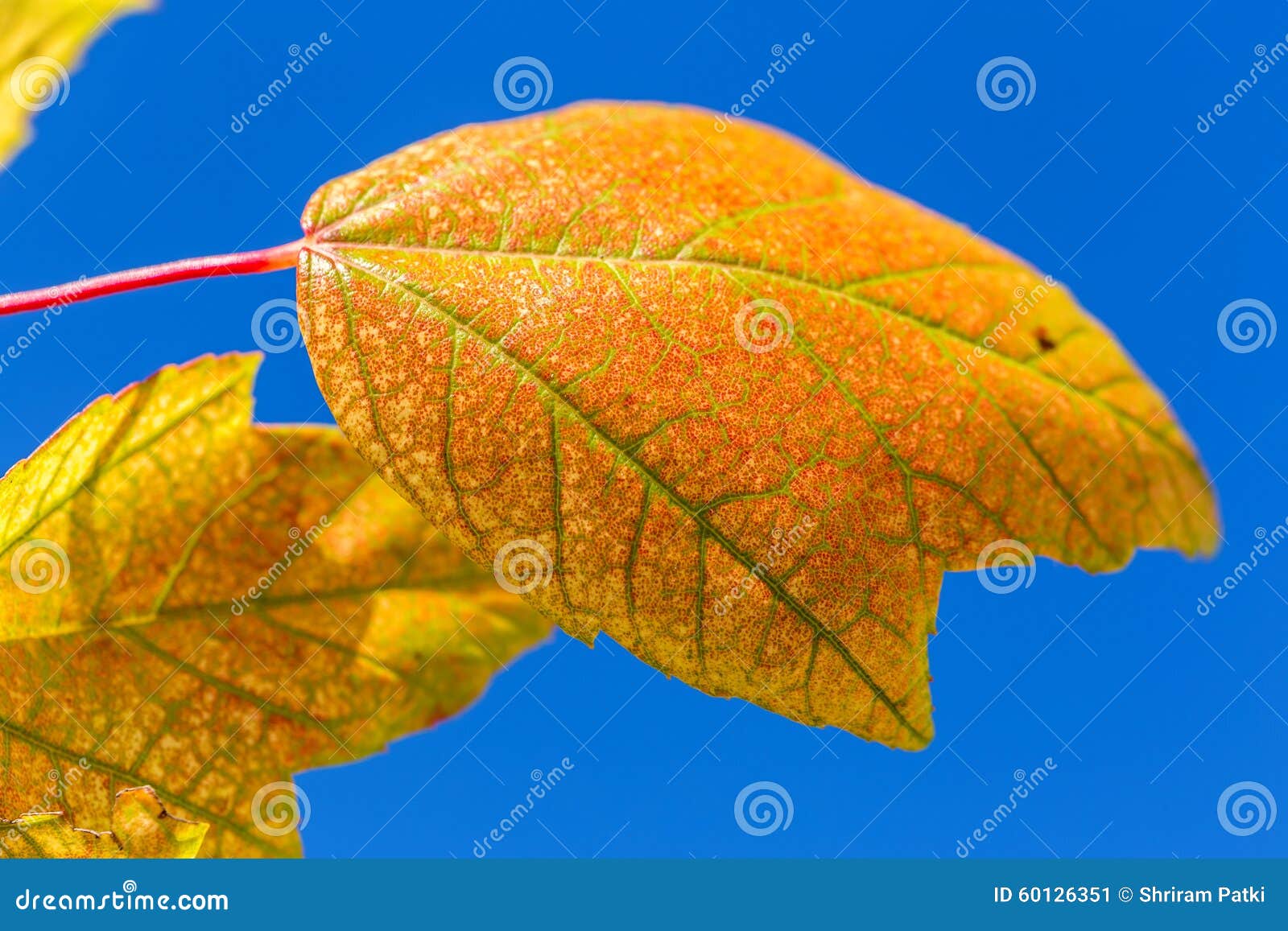 Fall colors stock image. Image of background, closeup - 60126351