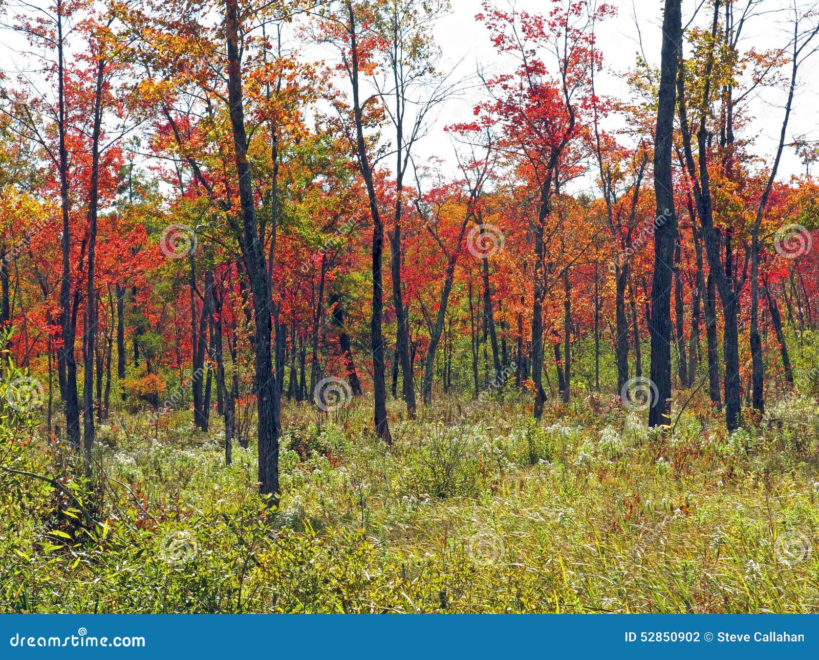 Fall Colors Berkshires Massachusetts Stock Photo - Image of trees ...