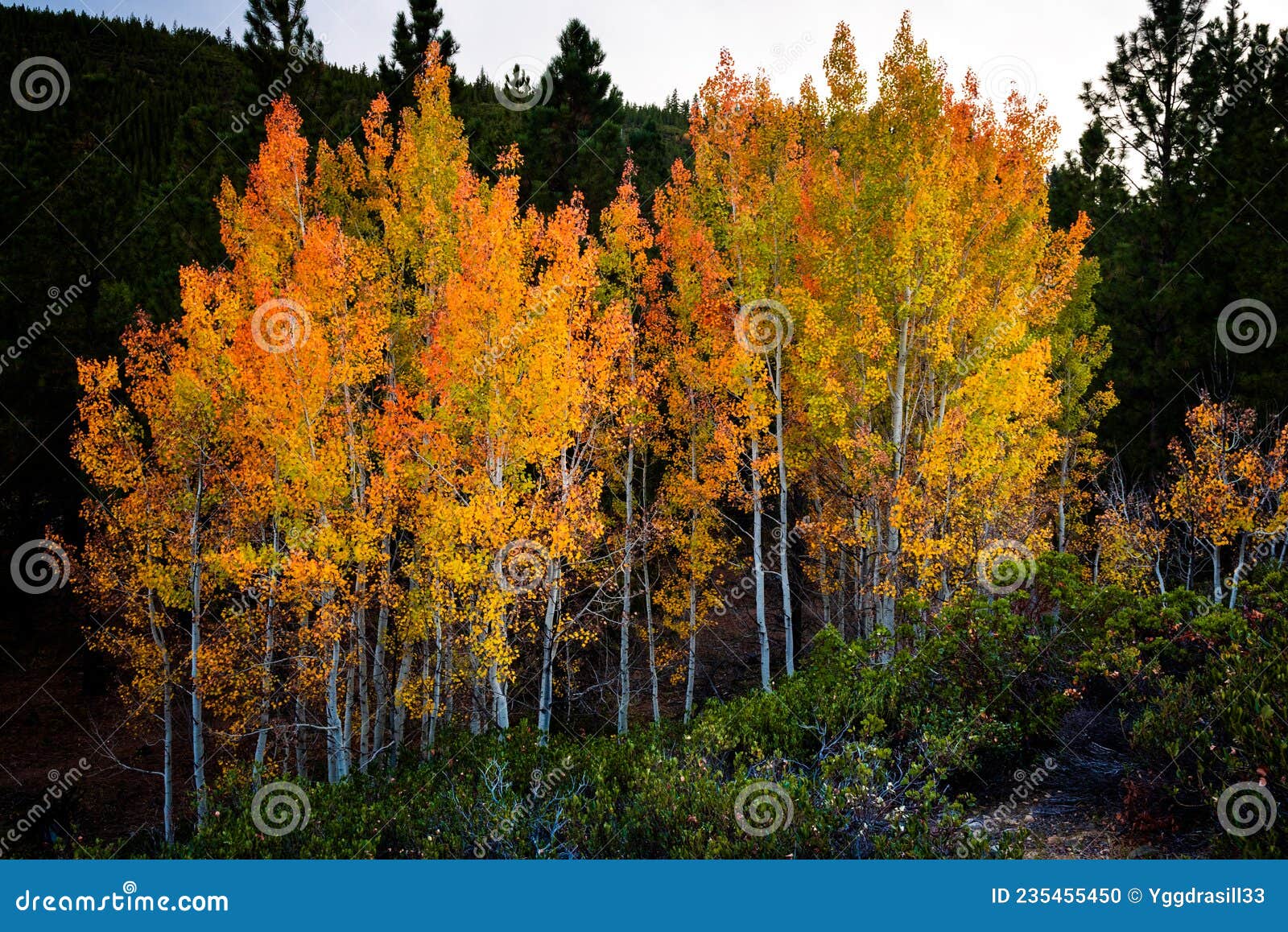 Fall colors of birch trees stock photo. Image of golden - 235455450