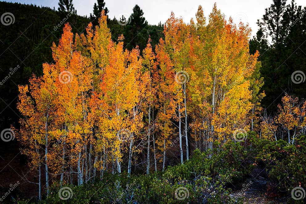 Fall colors of birch trees stock photo. Image of golden - 235455450
