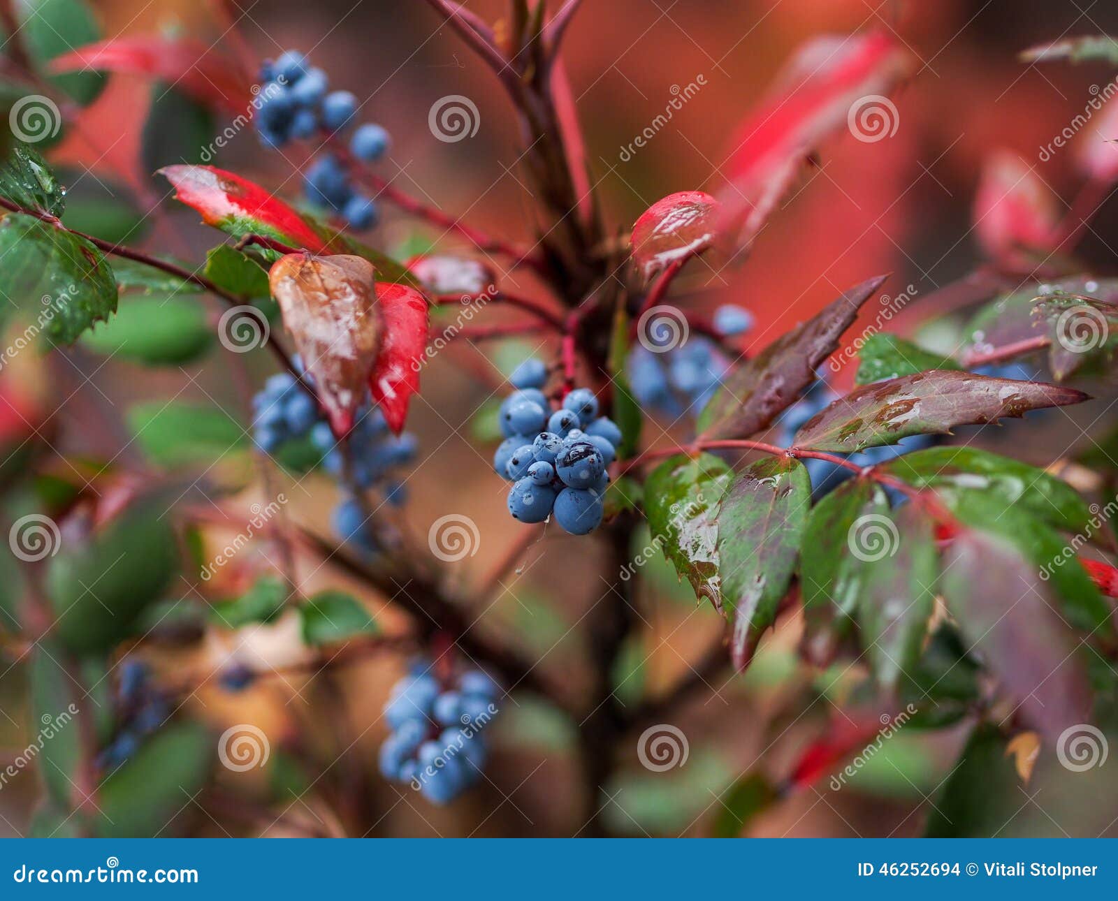 Fall Colors - Blue Berries Against Bright Backgrounds Stock Photo ...