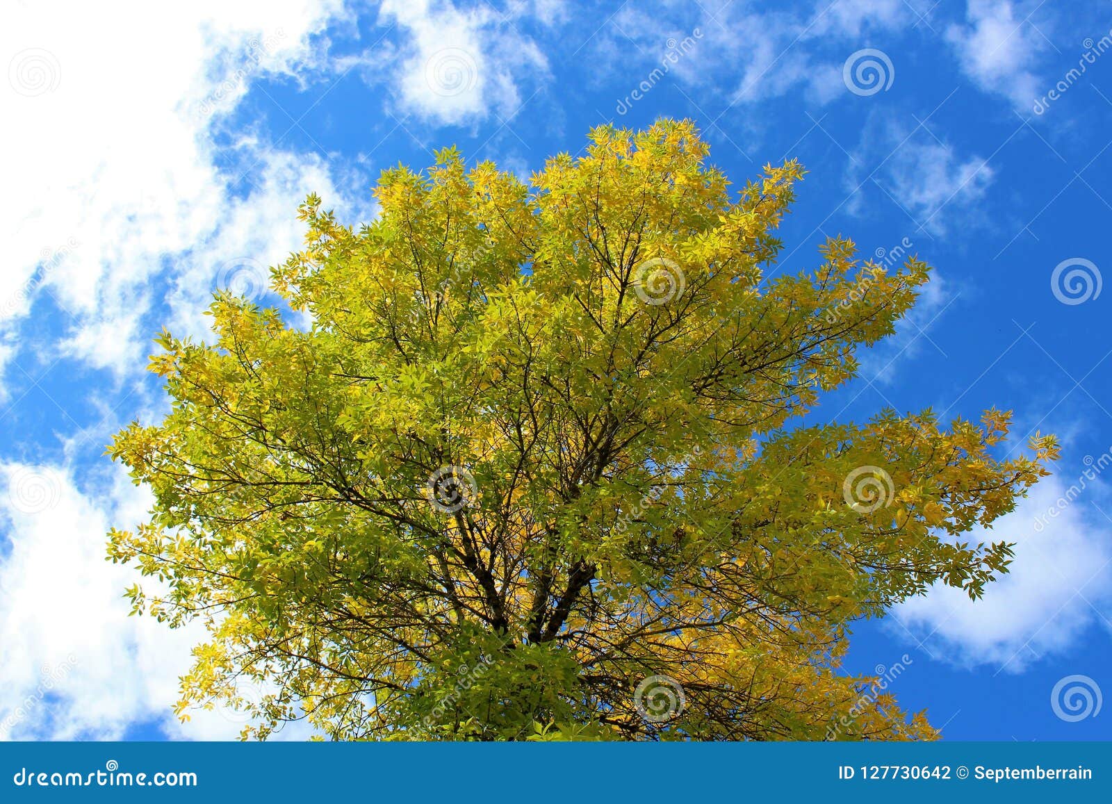 Fall Colors with a Blue Sky Stock Photo - Image of foliage, beauty ...