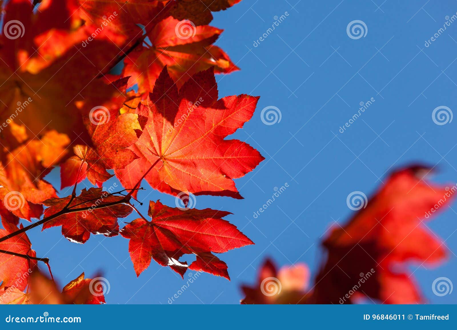 Fall Colors with Blue Sky stock image. Image of changing - 96846011