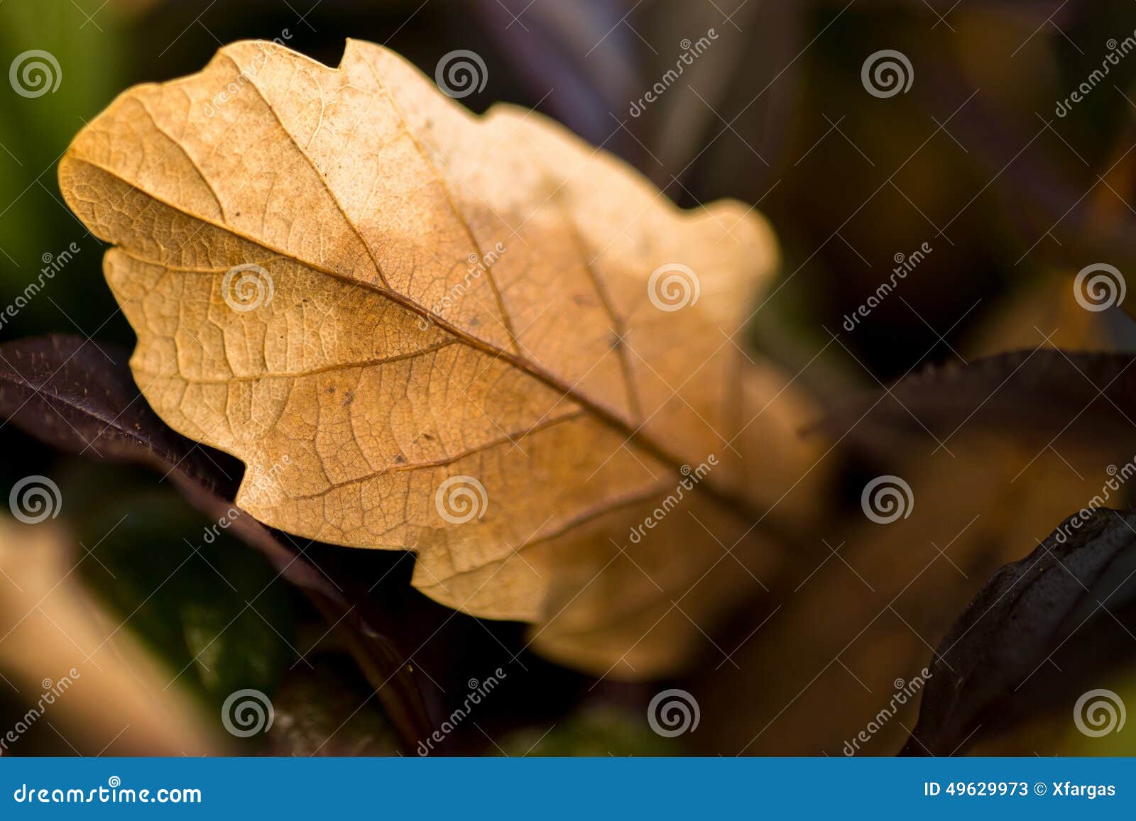 Fall colors, brown stock image. Image of dead, flora - 49629973
