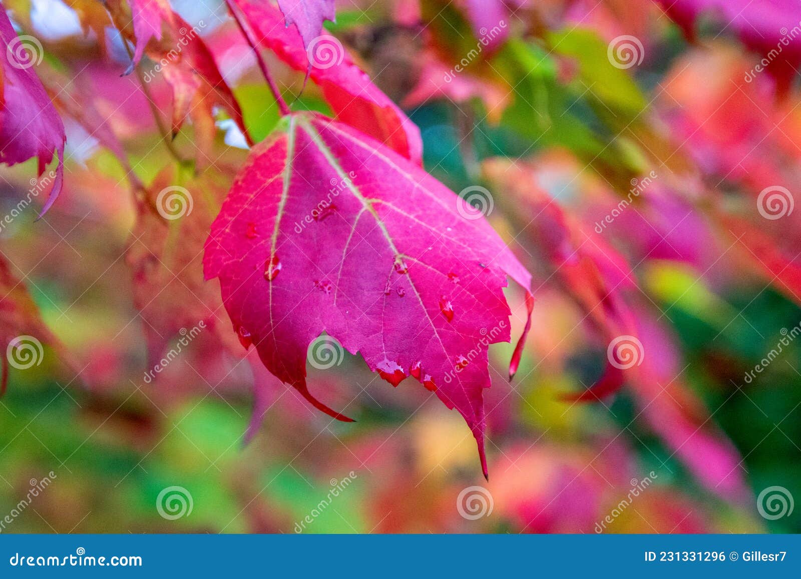 Fall Colors in the Canadian Forest Stock Photo - Image of colors ...
