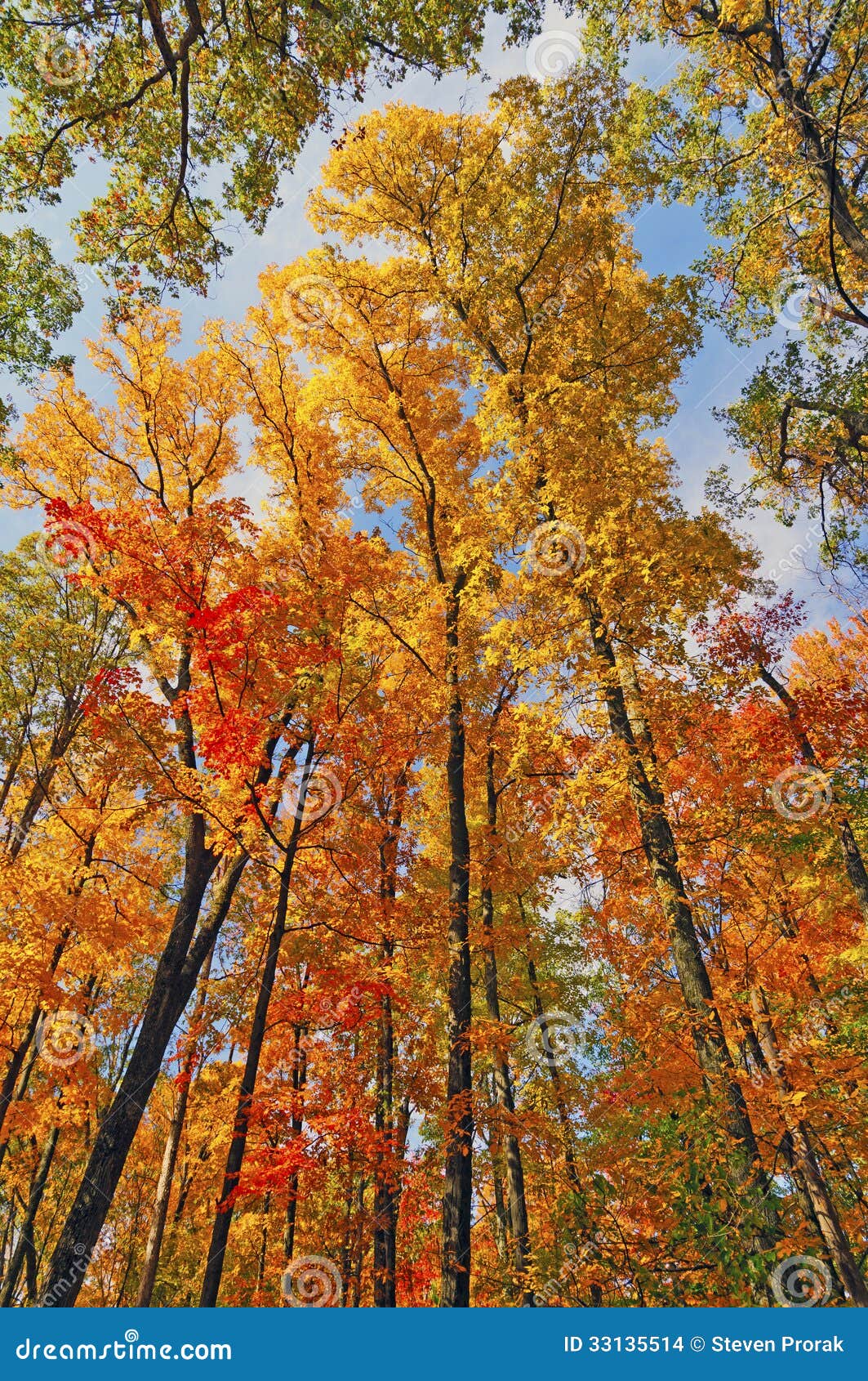 Fall Colors in the Canopy stock photo. Image of wild - 33135514