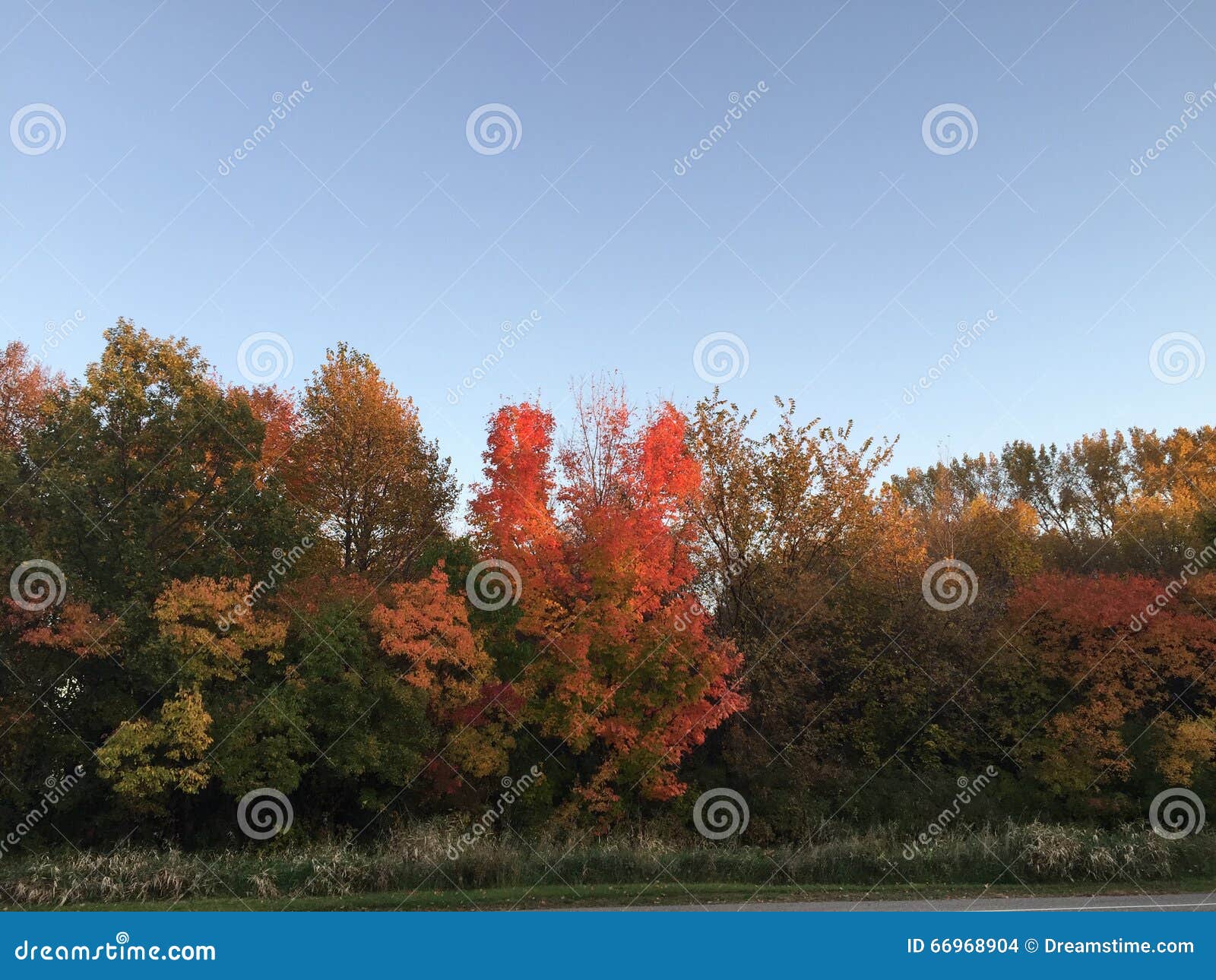 Fall Colors stock photo. Image of clear, fallen, colors - 66968904